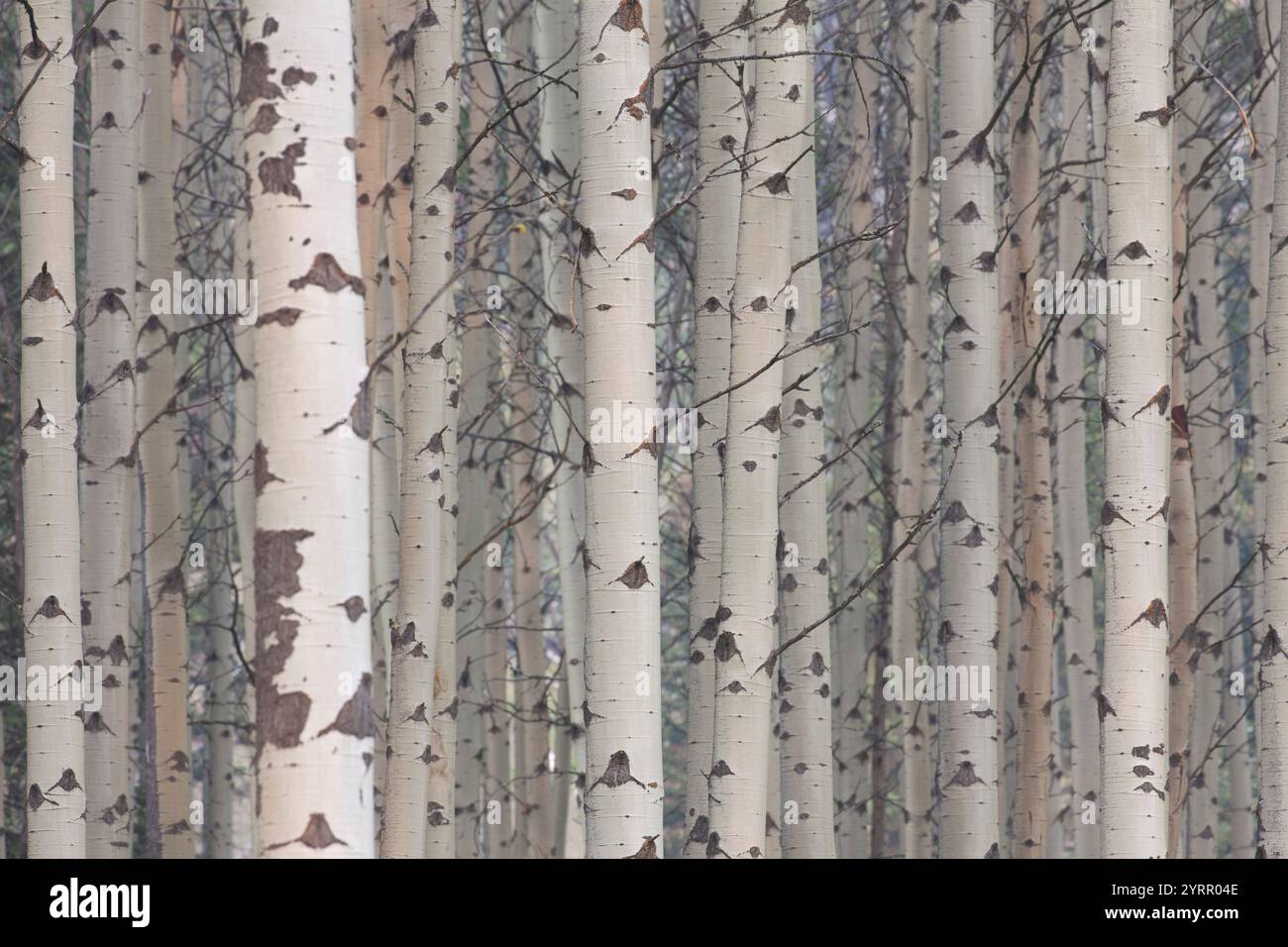 Trembling aspen, Populus tremula, tree trunks, Banff National Park ...