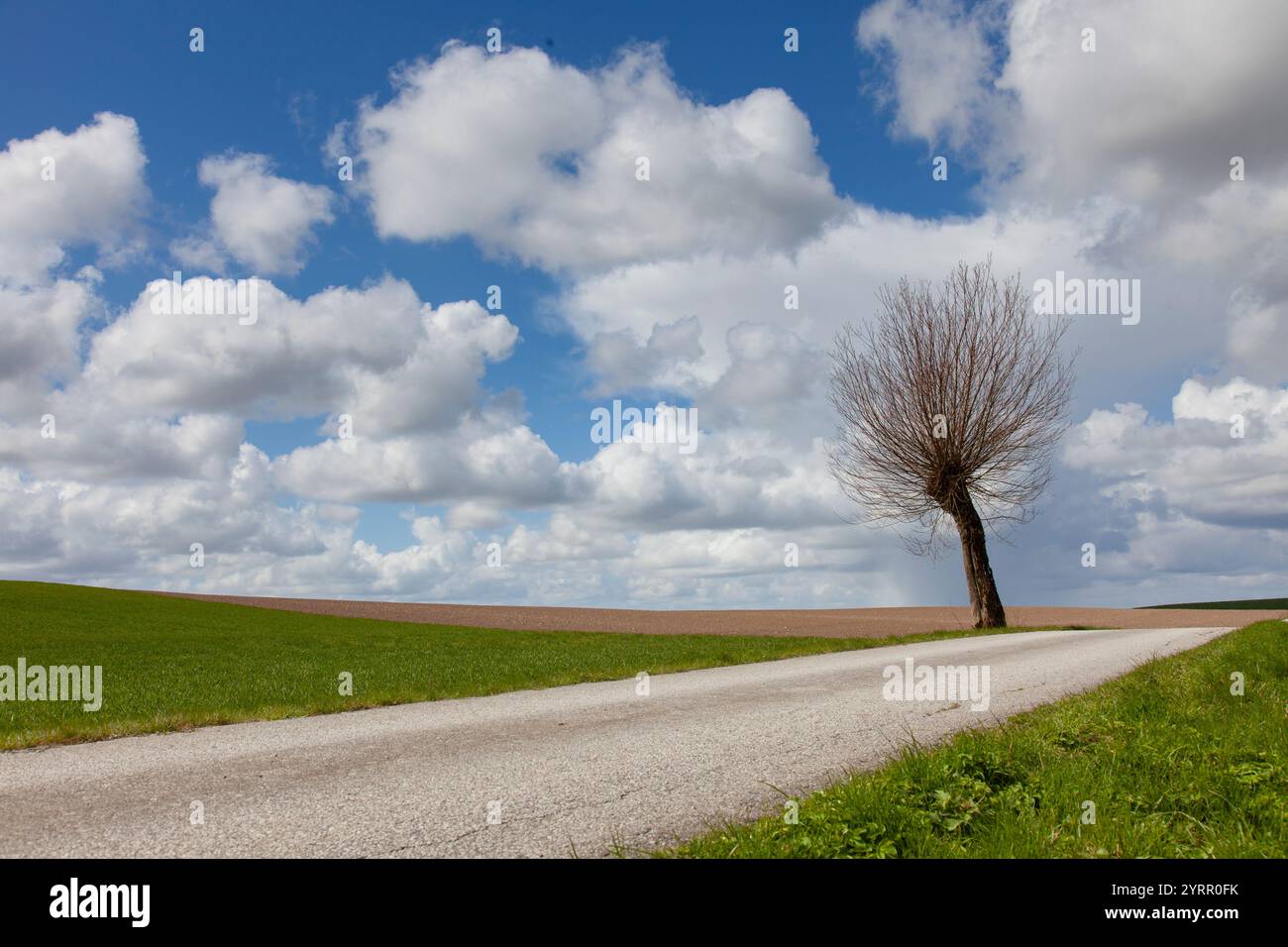 White willow, Salix alba, single tree on the path, Skane, Sweden Stock ...