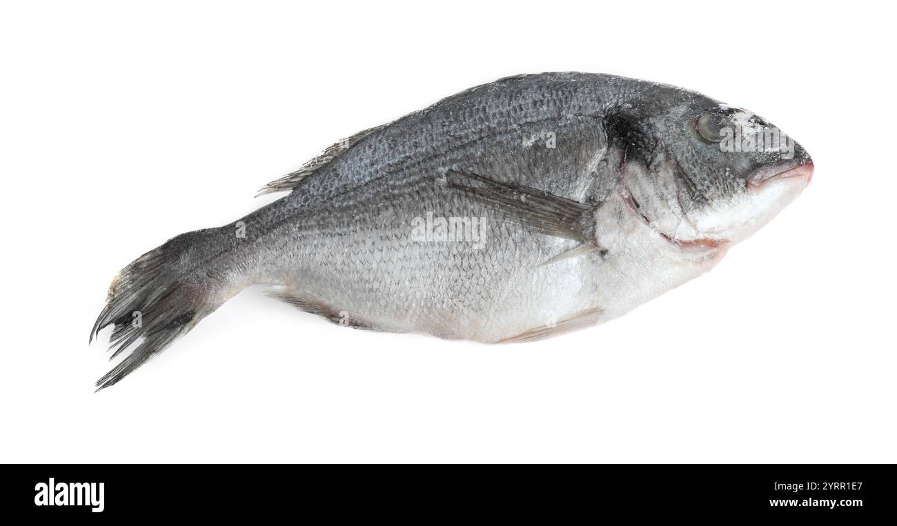 One frozen carp fish isolated on white, top view Stock Photo - Alamy