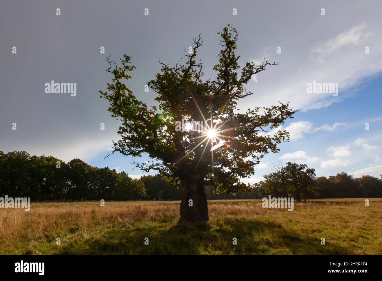 Old english oak in autumn hi-res stock photography and images - Alamy