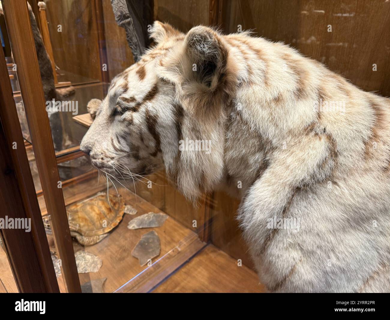 White tiger taxidermy on display in museum Stock Photo - Alamy