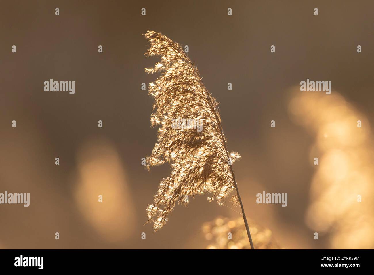 Common reed phragmites communis hi-res stock photography and images - Alamy