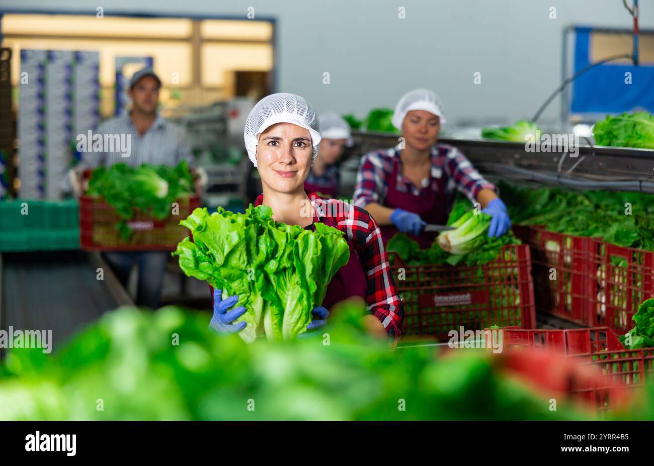 Positive Hispanic workwoman working on lettuce sorting line in ...