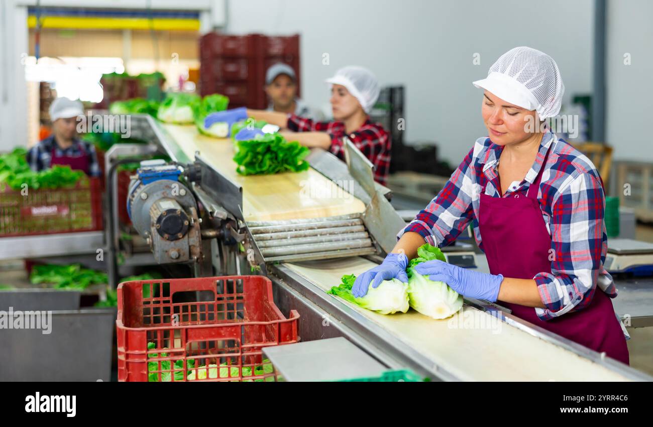 Female sorter working on lettuce sorting line in agricultural factory ...