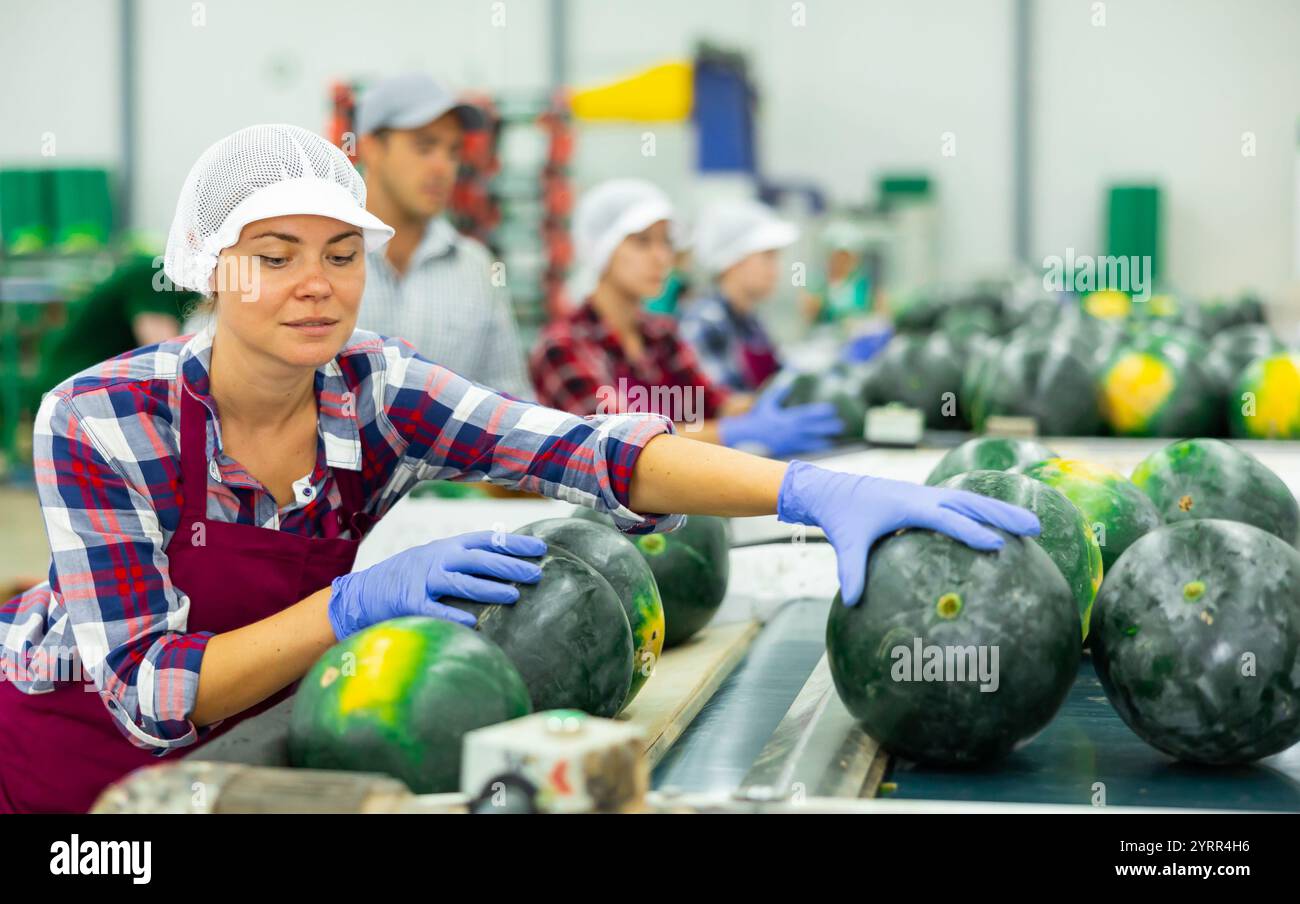 Female sorter working on watermelons sorting line in fruit processing ...