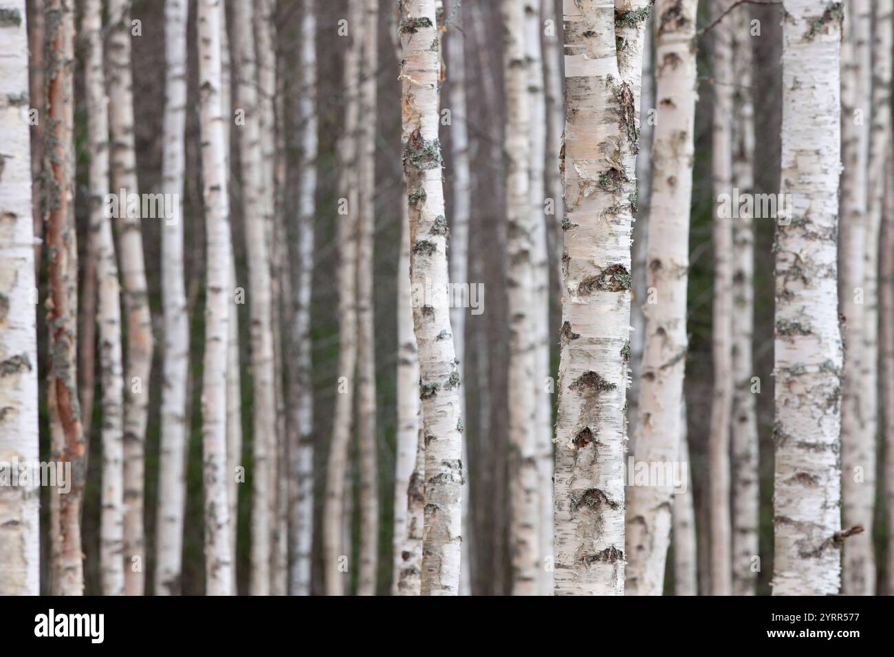 Silver birch, Betula pendula, Betula alba, Betula verrucosa, birch ...