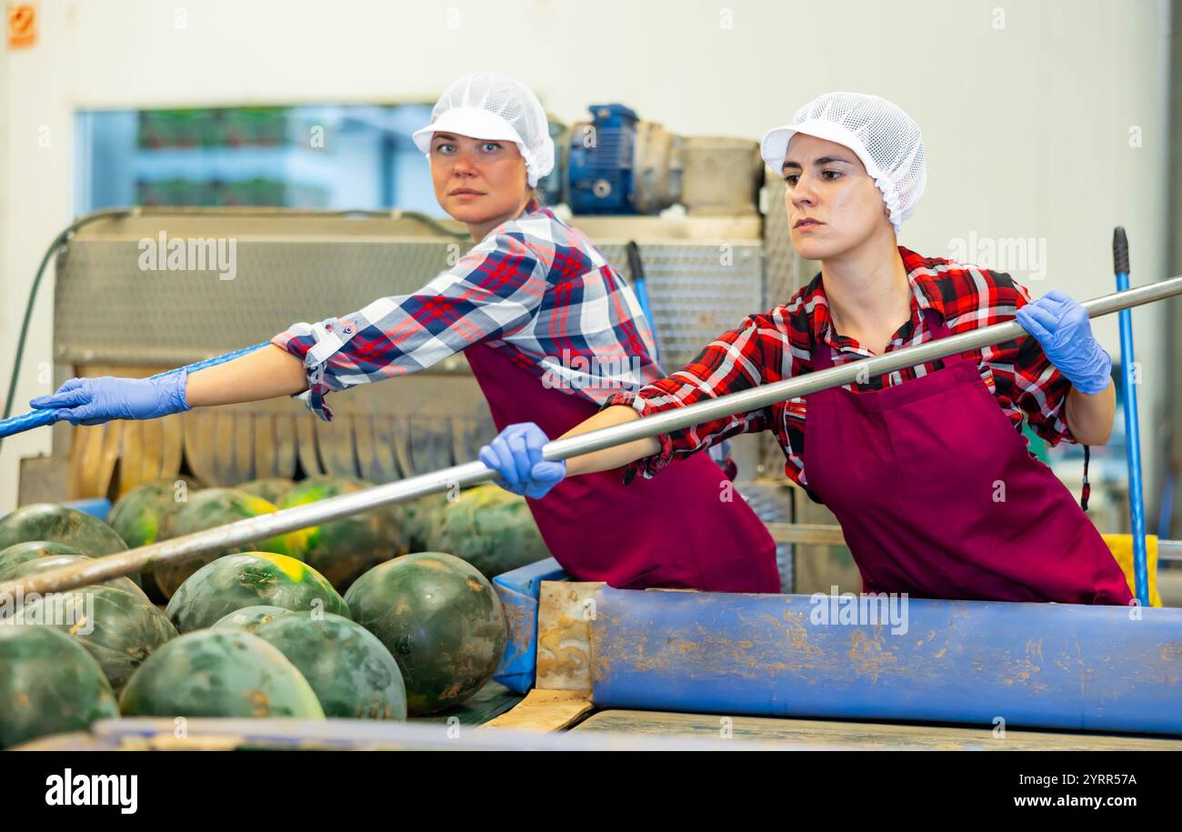 Two hired female workers in uniform use sticks to sort watermelons on ...