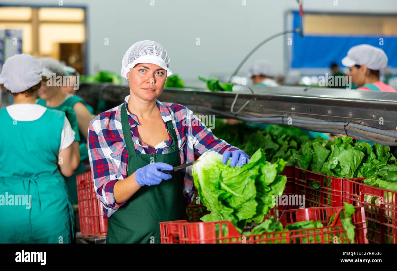 Woman working on sorting line in vegetable factory, arranging lettuce ...