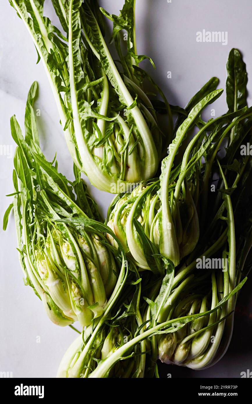 Puntarella hi-res stock photography and images - Alamy