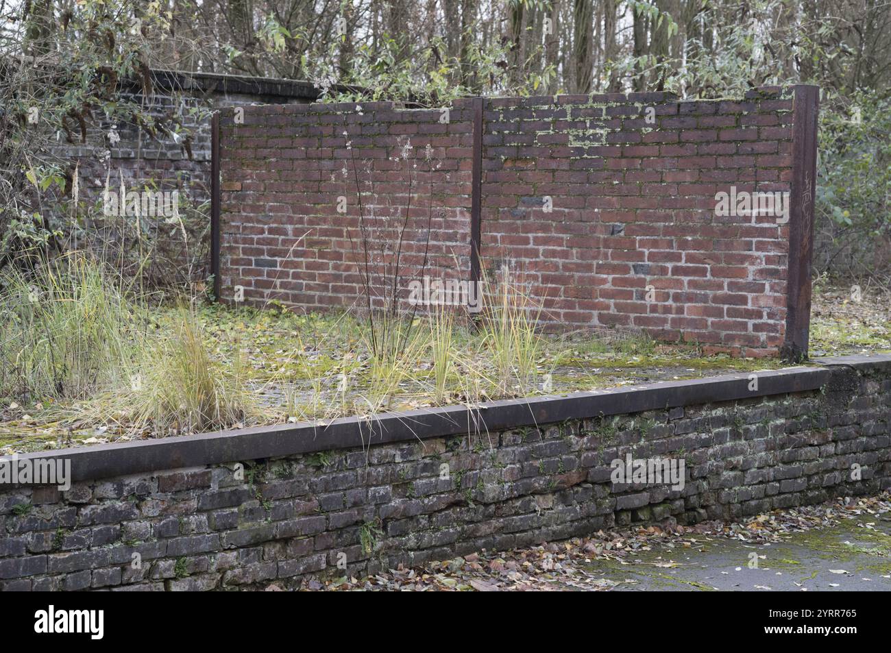 Two old damaged brick walls with moss and dry grass growing in loading ...
