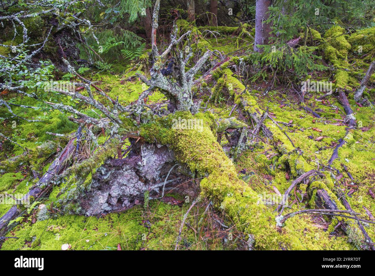 Moss covered fallen tree in an old growth forest Stock Photo - Alamy