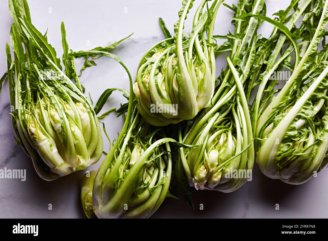 Puntarella hi-res stock photography and images - Alamy