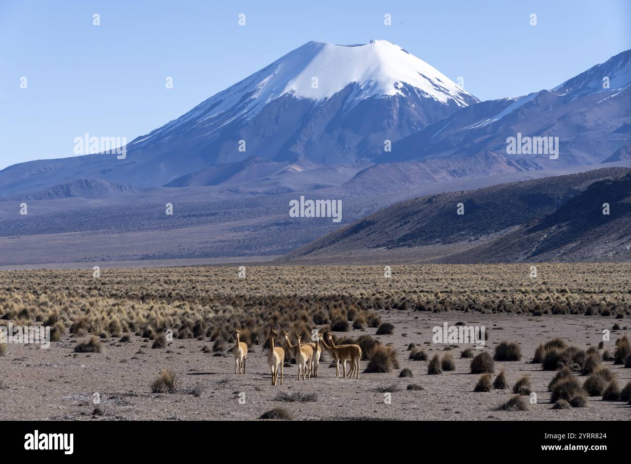 Cara sajama hi-res stock photography and images - Alamy