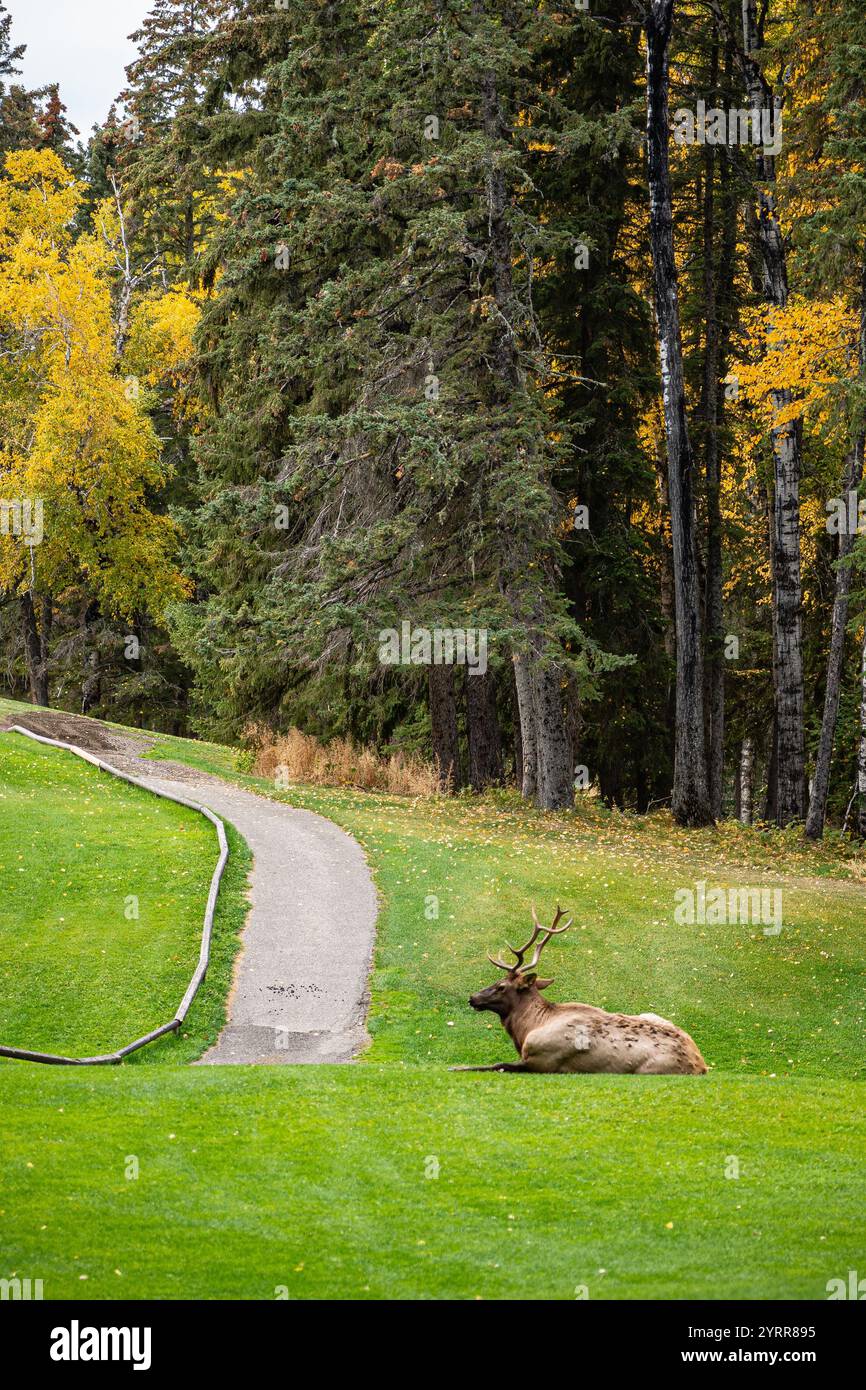 An elk is laying down in a grassy area near a path. The scene is ...