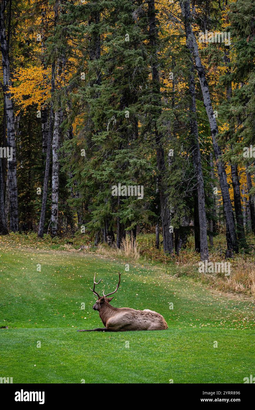 An elk is laying down in a grassy field. The image has a peaceful and ...