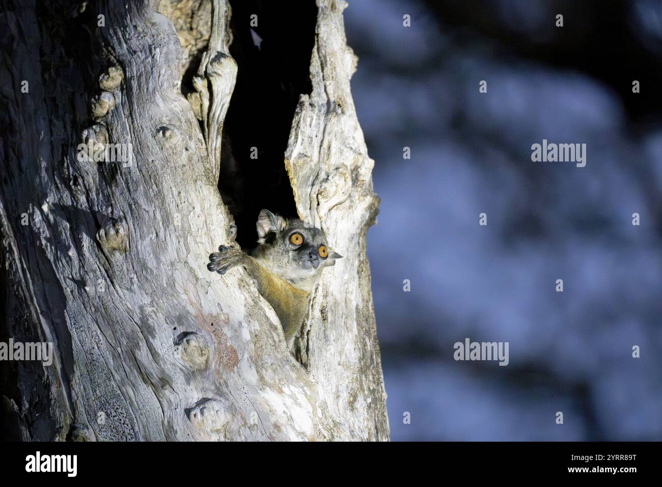 Mouse lemur (Microcebus), looking out of a split tree, Bemanonga ...