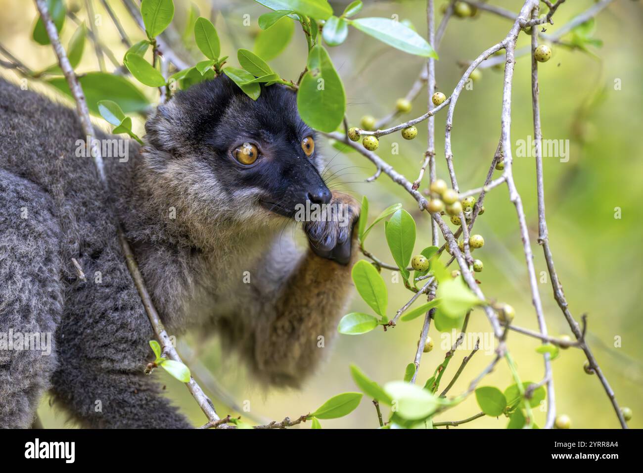 Common brown lemur (Eulemur fulvus), Andasibe, Alaotra-Mangoro ...