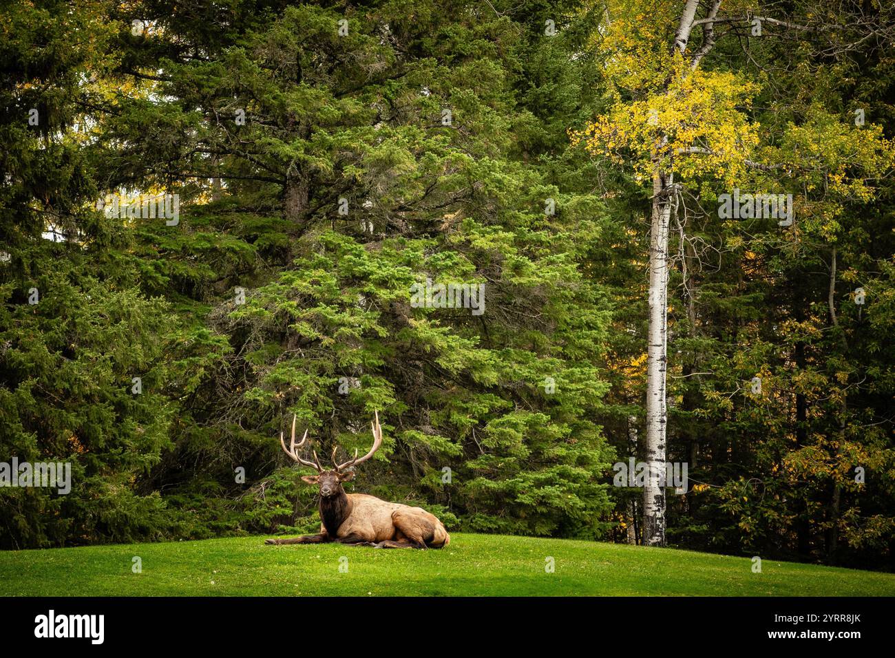 An elk is laying down in a grassy field. The image has a peaceful and ...