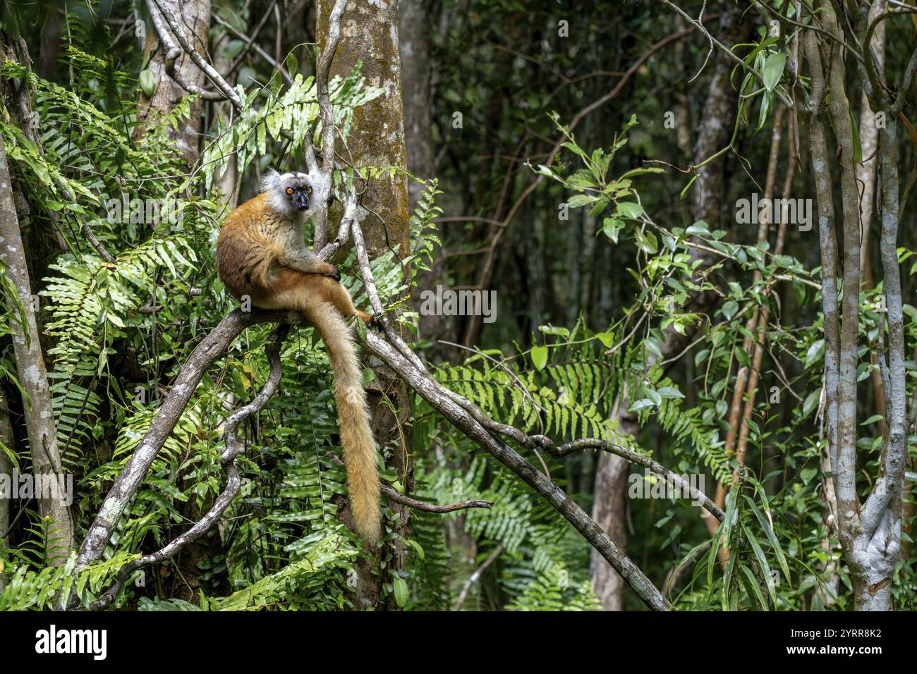 Black lemur (Eulemur macaco), Le Palmarium Reserve, Ambinaninony ...