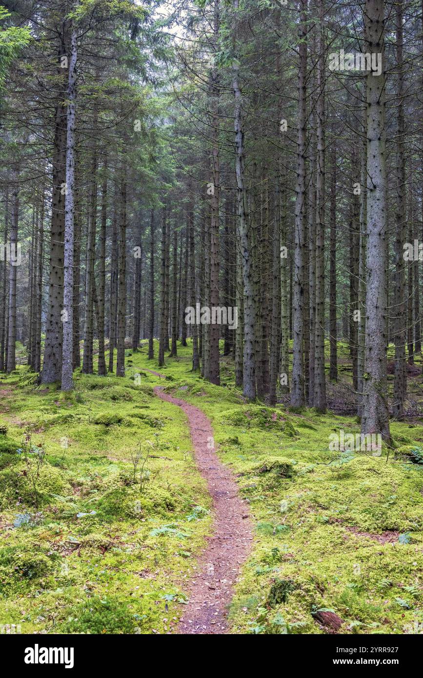 Countryside landscape spruce forest hi-res stock photography and images ...