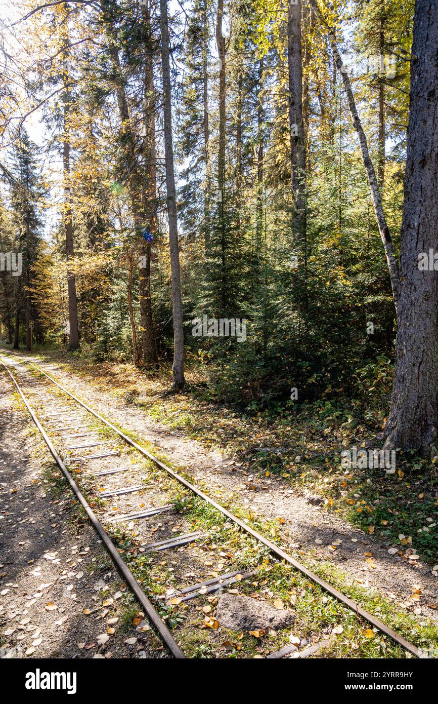 Leaves falling from trees hi-res stock photography and images - Alamy