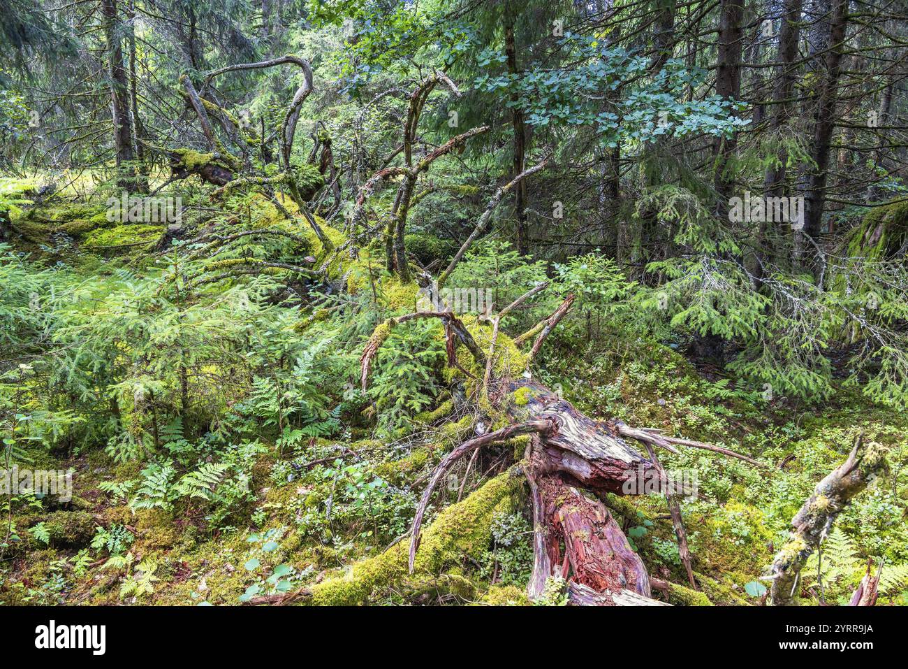 Moss sweden hi-res stock photography and images - Alamy