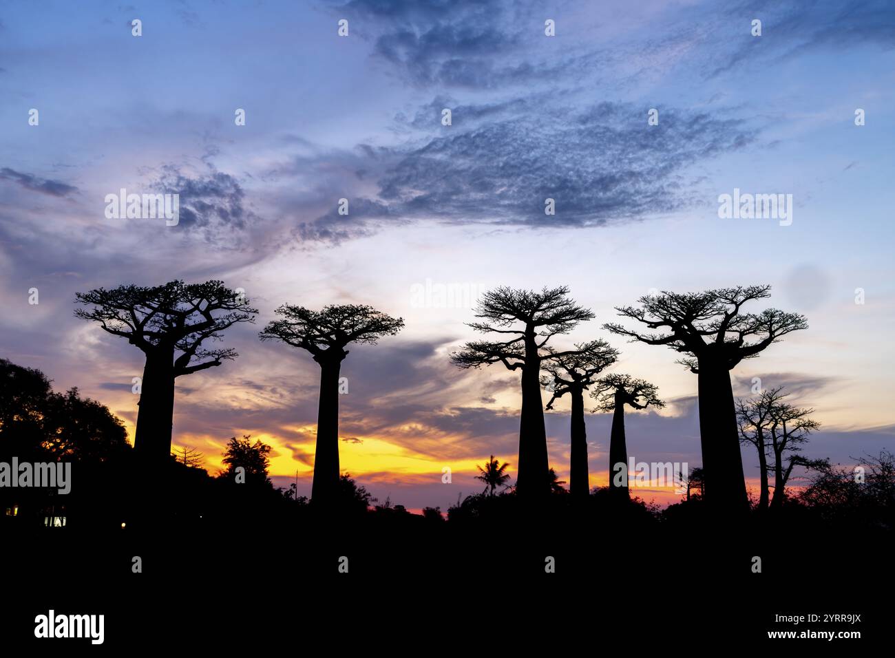 Grandidiers baobab trees hi-res stock photography and images - Alamy