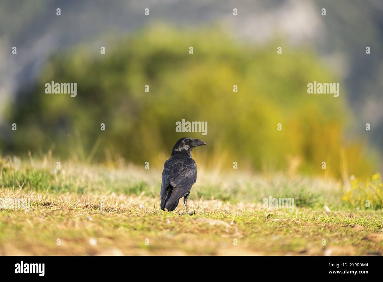 Common raven (Corvus corax) on a meadow in autumn, Pyrenees, Catalonia ...