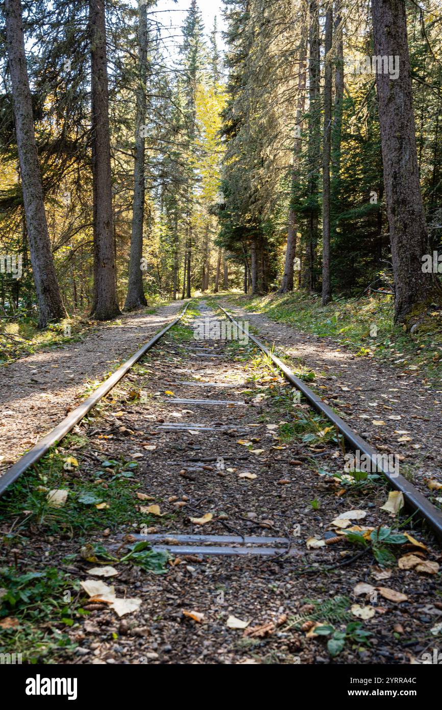 A train track in the woods with leaves on the ground. The train tracks ...