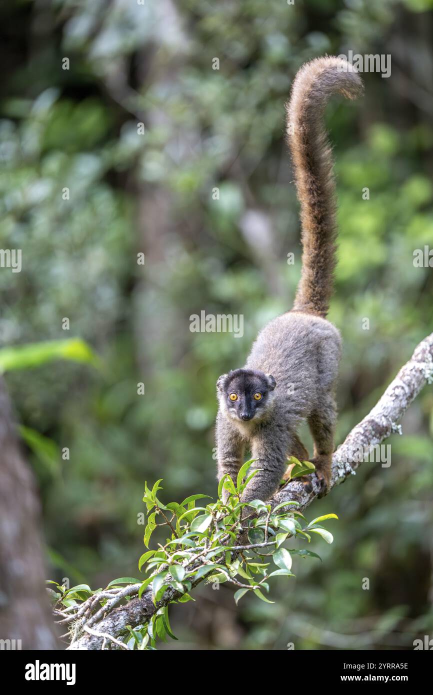 Common brown lemur (Eulemur fulvus), walking on branch, Andasibe ...