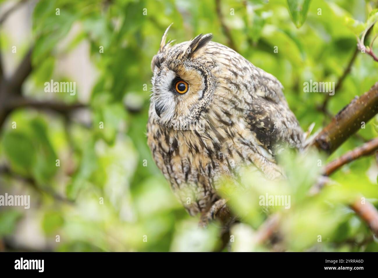 Long-eared owl (Asio otus), or lesser horned owl, sitting on a branch ...