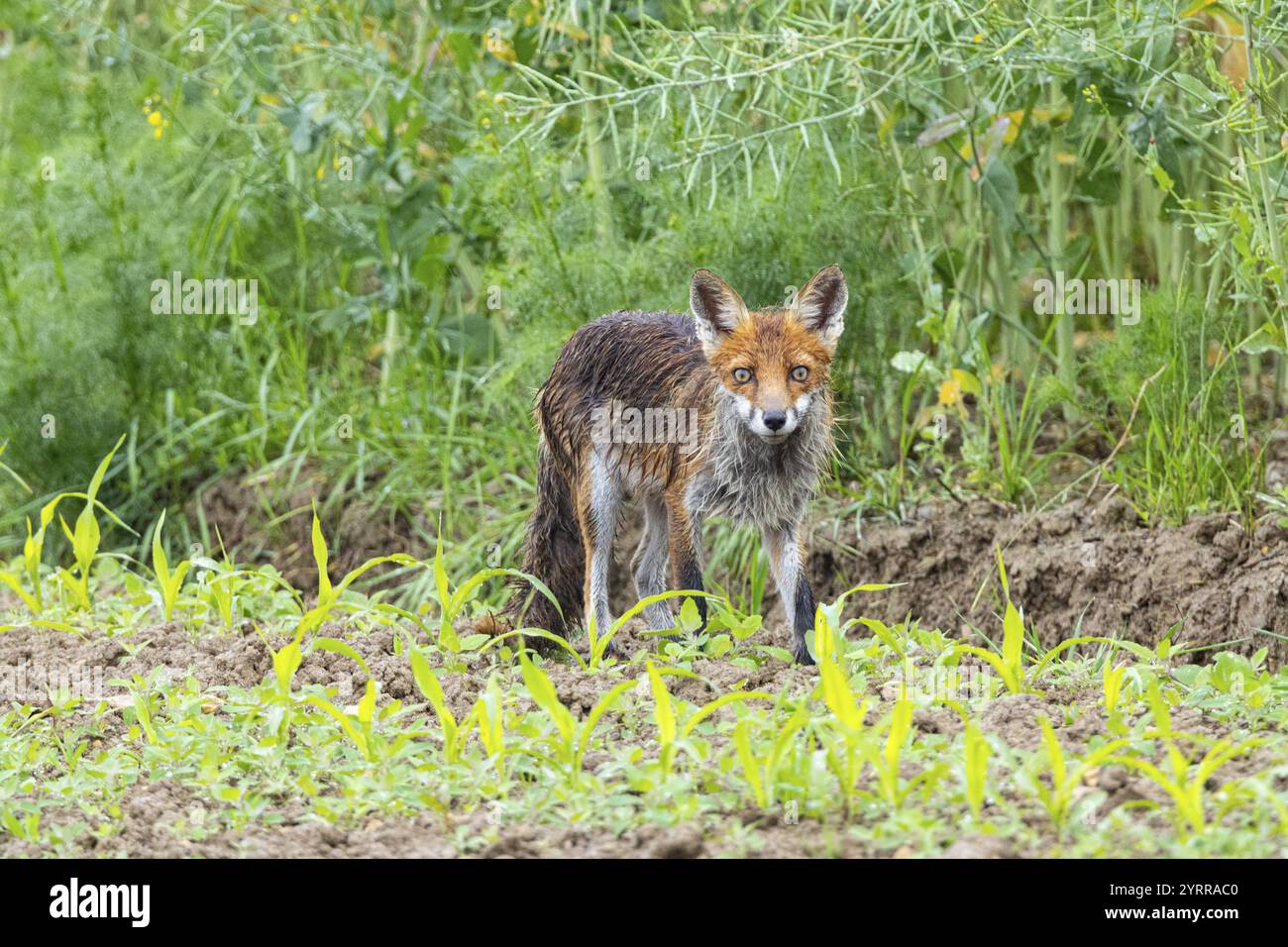 Fox (Vulpes vulpes) Fawn Germany Stock Photo - Alamy
