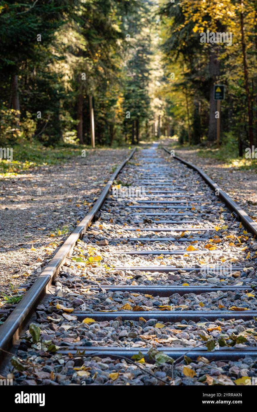 A train track with leaves scattered along it. The leaves are of ...