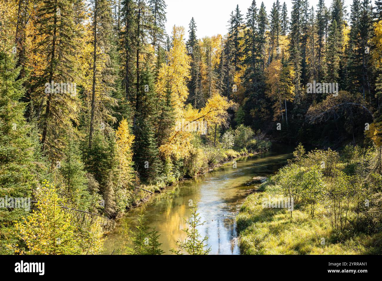 A river with trees on both sides. The trees are green and yellow. The ...