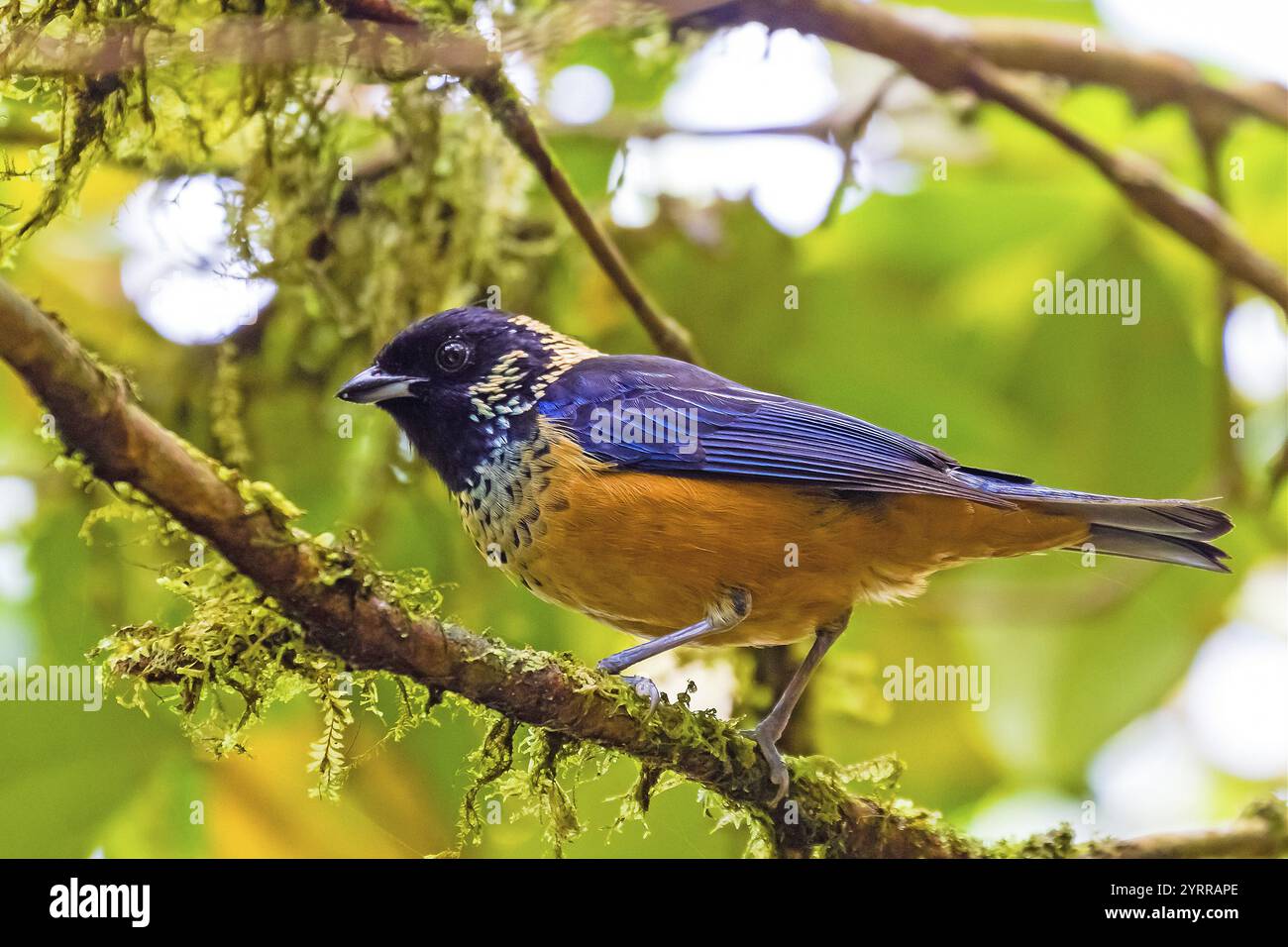 Central America, Monteverde, Costa Rica, Animals, Birds, Glossy-spotted ...
