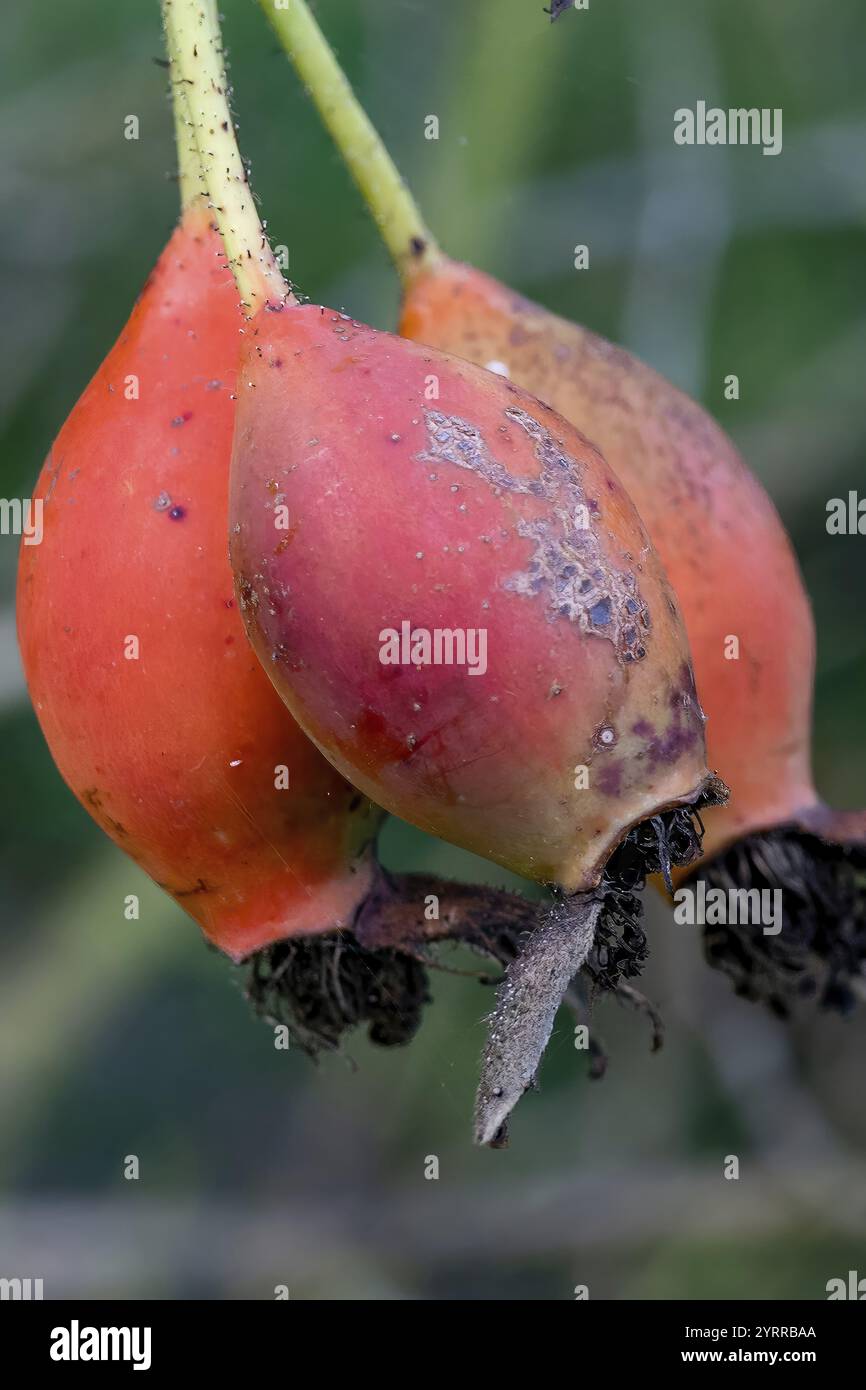 Fruits clusters hi-res stock photography and images - Alamy
