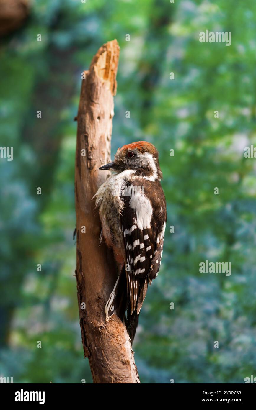 Woodpeckers habitat hi-res stock photography and images - Alamy