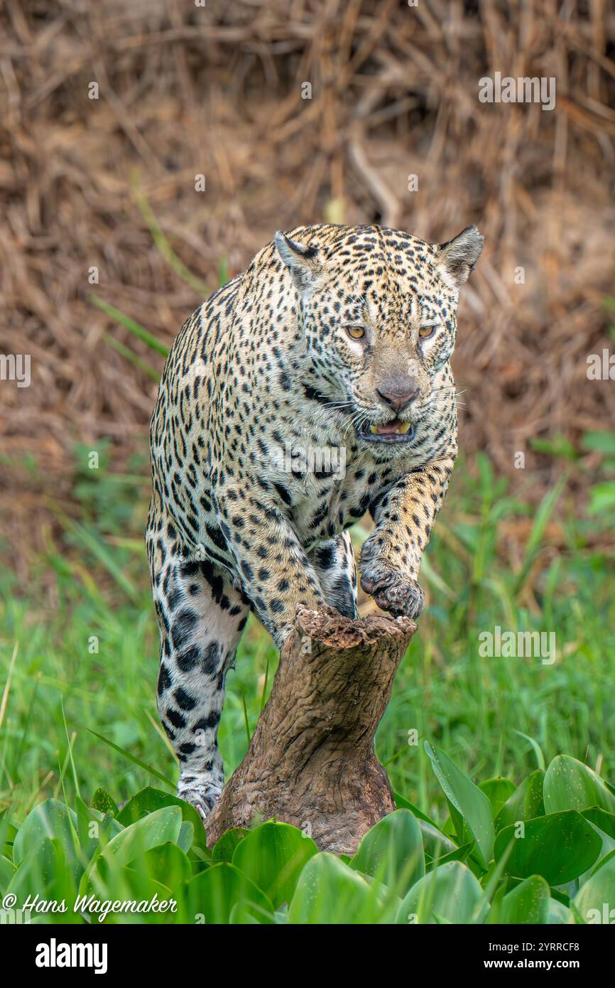 Jaguar poised to jump from a broken tree overlooking a patch of water ...