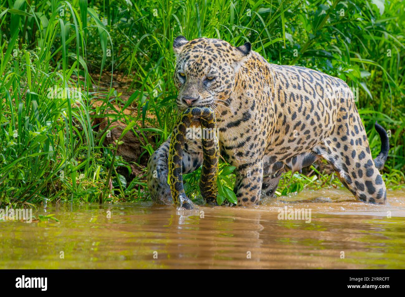 Jaguar with captured anaconda in its mouth wading through a river in ...