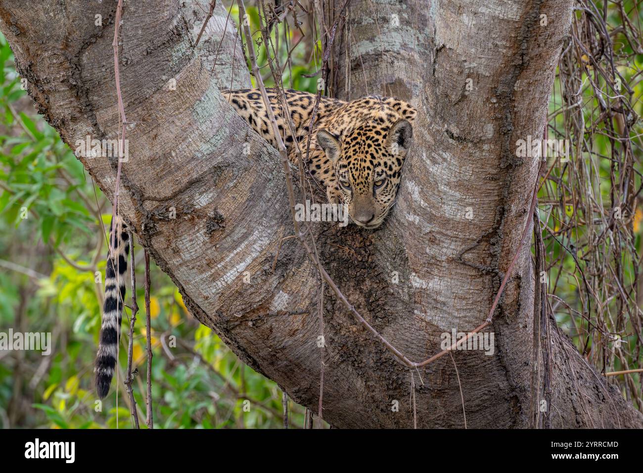 Jaguar cub slouched in the fork of a tall tree in the Pantanal Stock ...