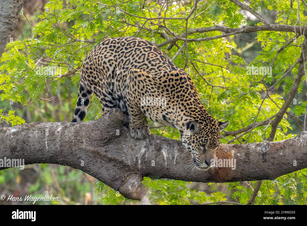 Jaguar poised to jump from a branch high up in a tree in the Pantanal ...