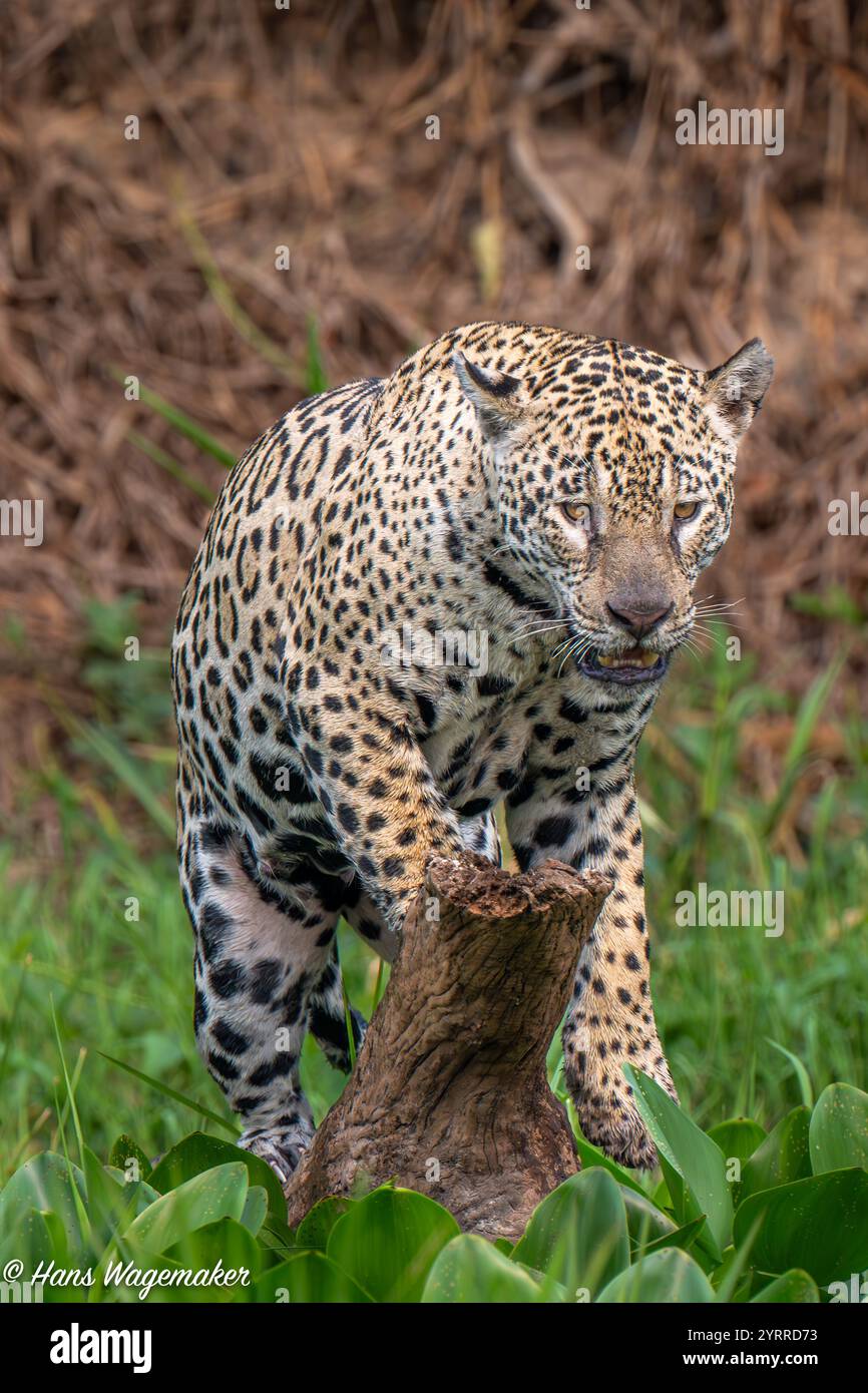 Jaguar poised to jump from a broken tree trunk overlooking river ...