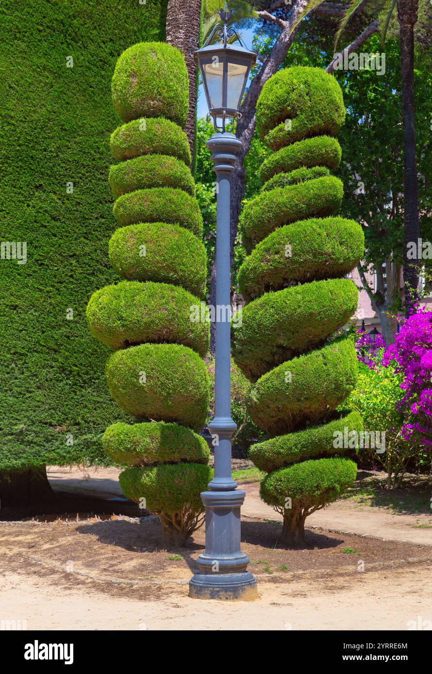 Decorative carefully carved spiral trees in a public park in Cadiz ...