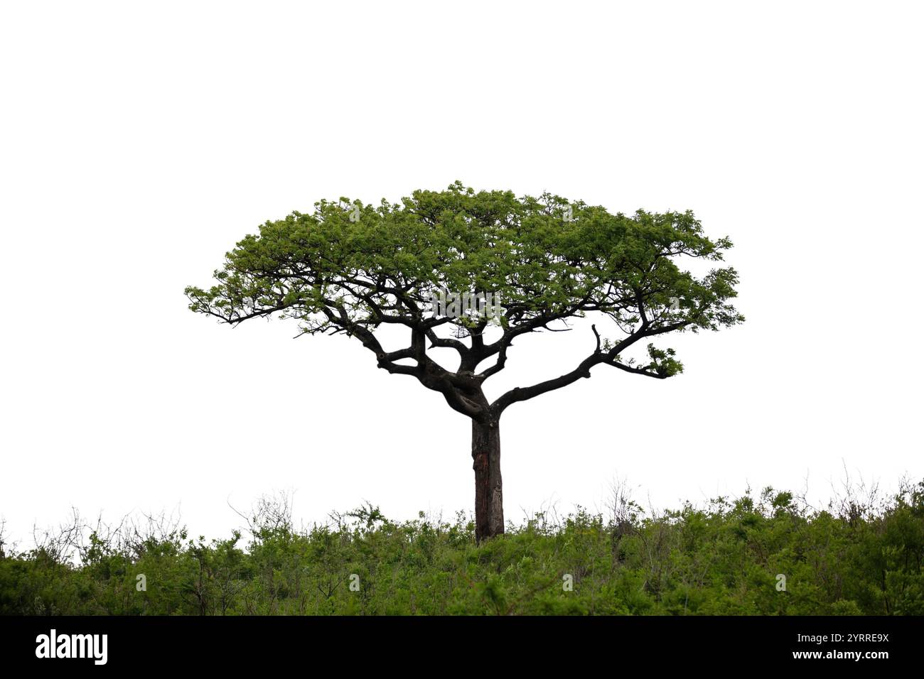 Acacia tree isolated on white sky, Vachellia tortilis tree in African ...