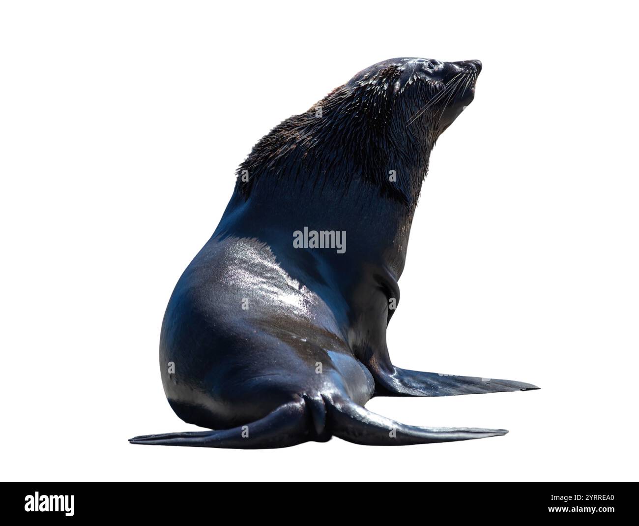 Brown fur seal or african cape seal isolated on white, South african ...