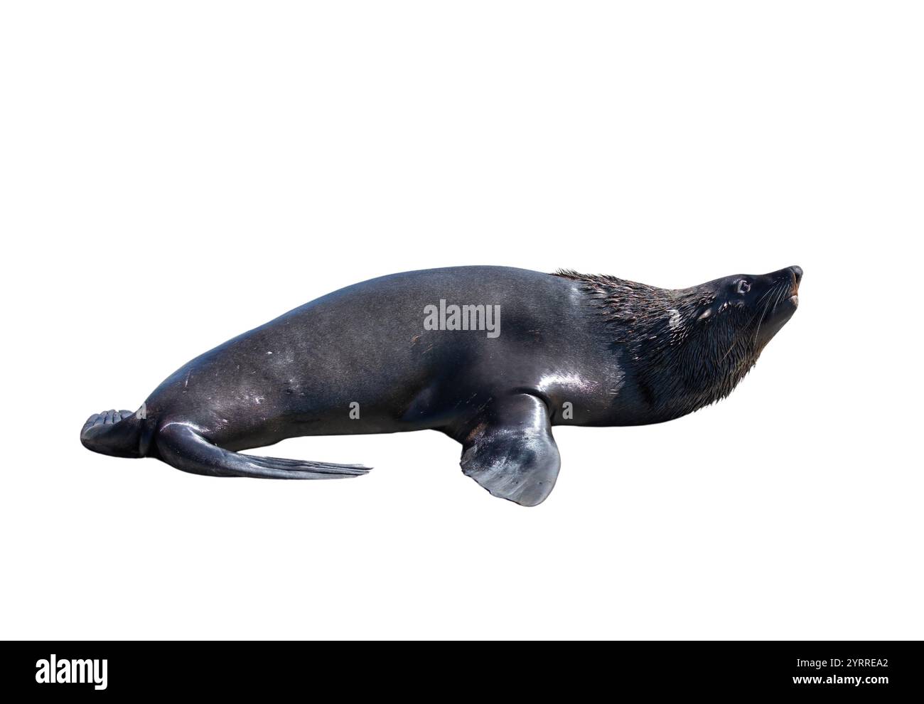 Brown fur seal or african cape seal isolated on white, South african ...