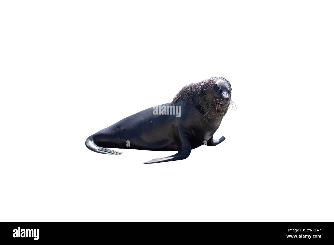 Brown fur seal or african cape seal isolated on white, South african ...
