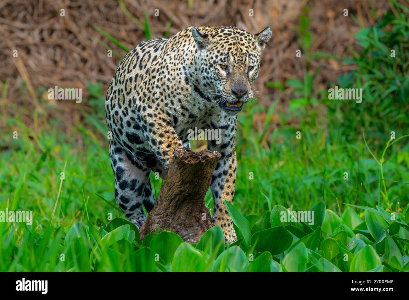 Jaguar poised to jump from a broken tree overlooking a patch of water ...