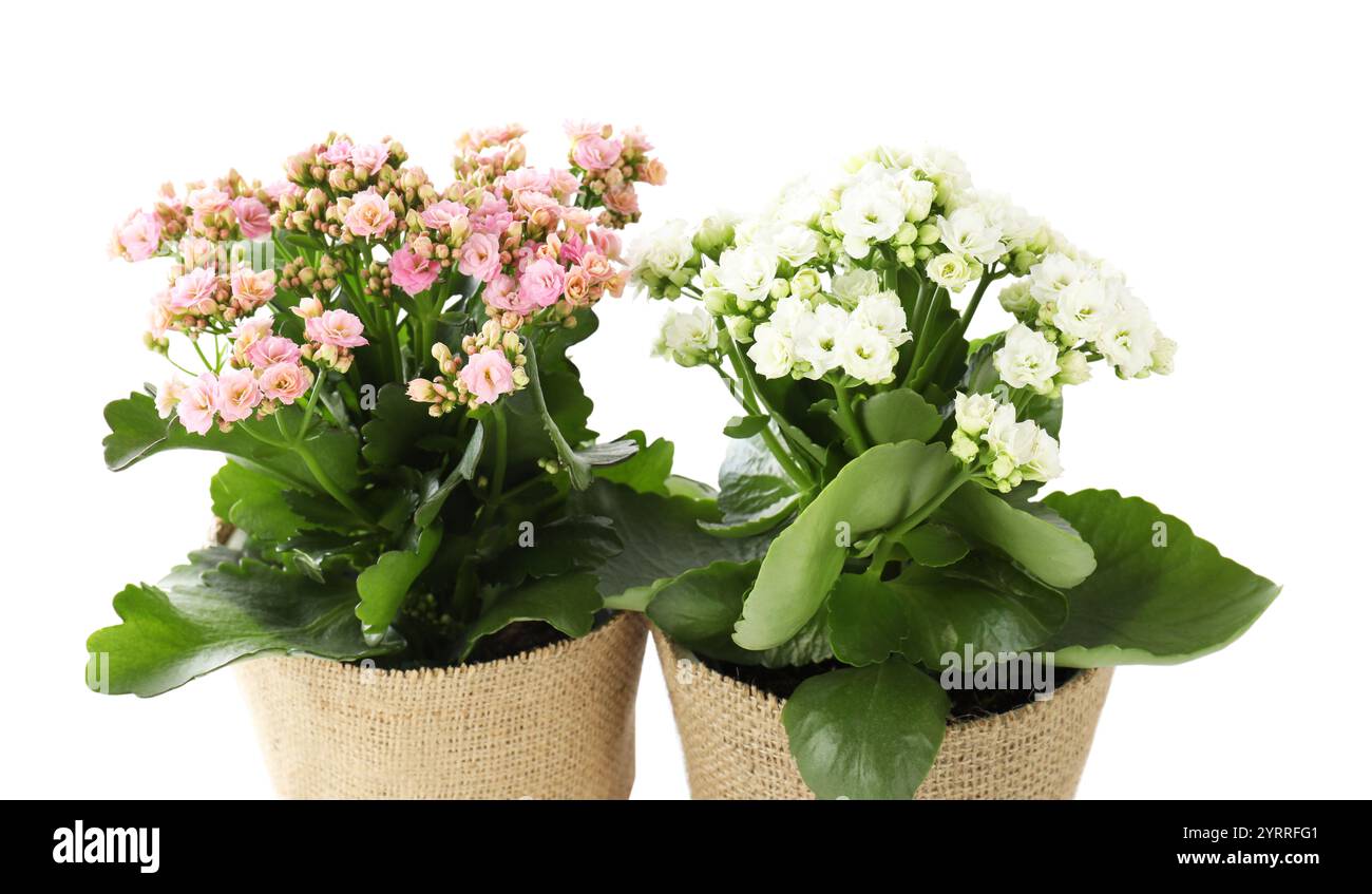Kalanchoe in pots hi-res stock photography and images - Alamy