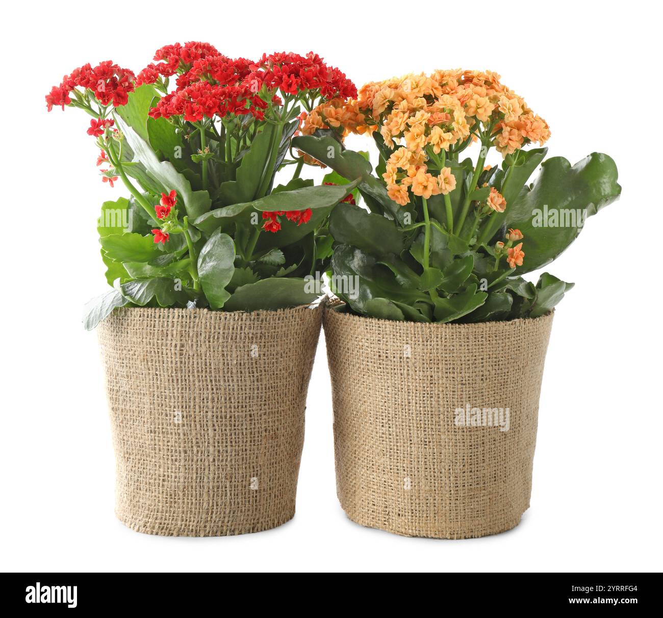 Flowers bloom in pots Cut Out Stock Images & Pictures - Alamy